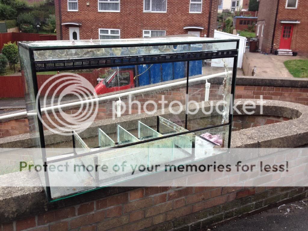 New tank for harvest mice | Reptile Forums